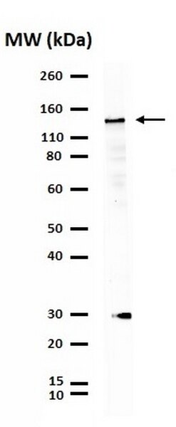 Anti-PRDM16 Antibody | ABE543